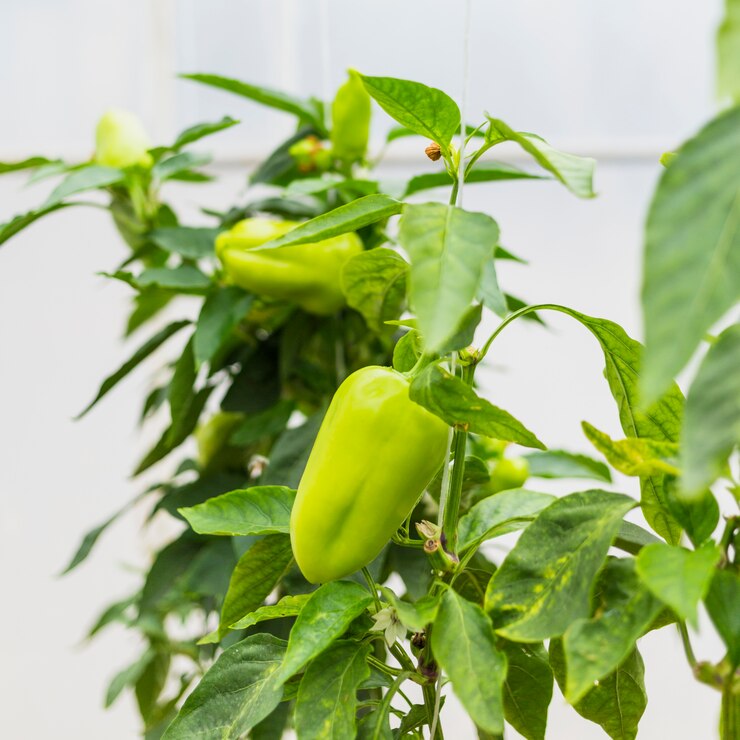 Capsicum Mix F1 Hybrid Shimla Mirch (शिमला मिर्च) | Vegetable Seeds(10 ...